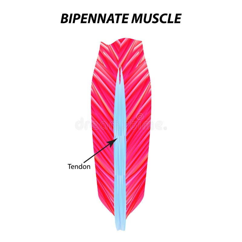 The Structure of Skeletal Muscle. Unipennate Muscle. Tendon ...