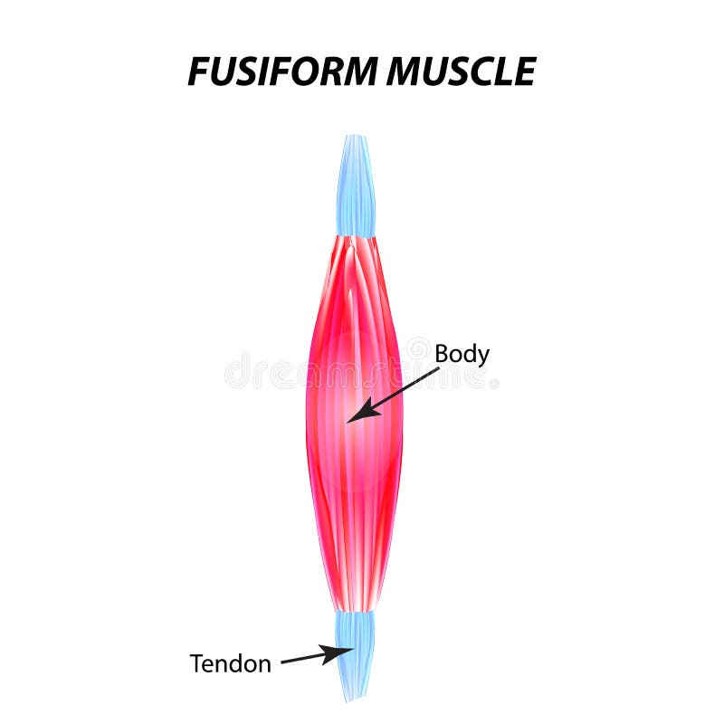The Structure of the Muscle is Fusiform. Infographics Stock Vector ...