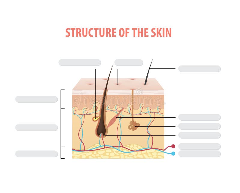 Structure of the Skin Info with Number Illustration Vector on White ... Structure of the Skin Info with Number Illustration Vector on White ...