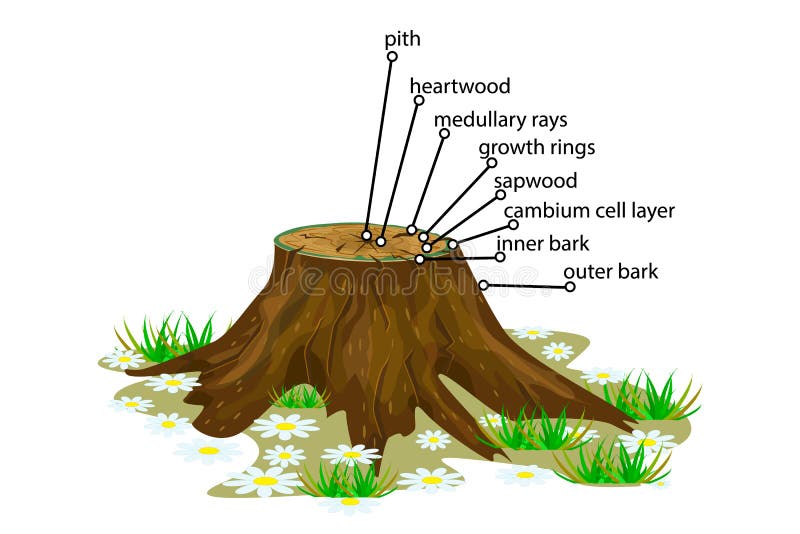 Anatomy of the Tree or Structure of a Tree. Stock Illustration ...