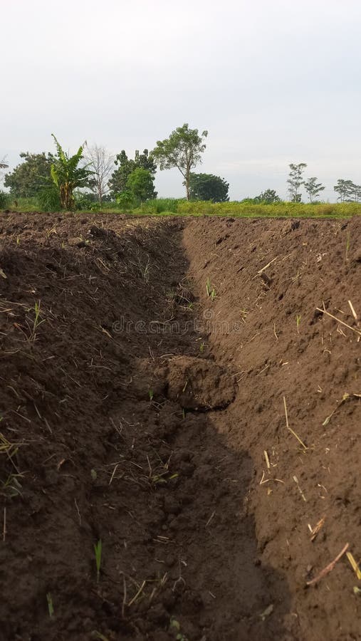 The Structure of the Soil To Be Made into Rice Fields is in the Fields ...