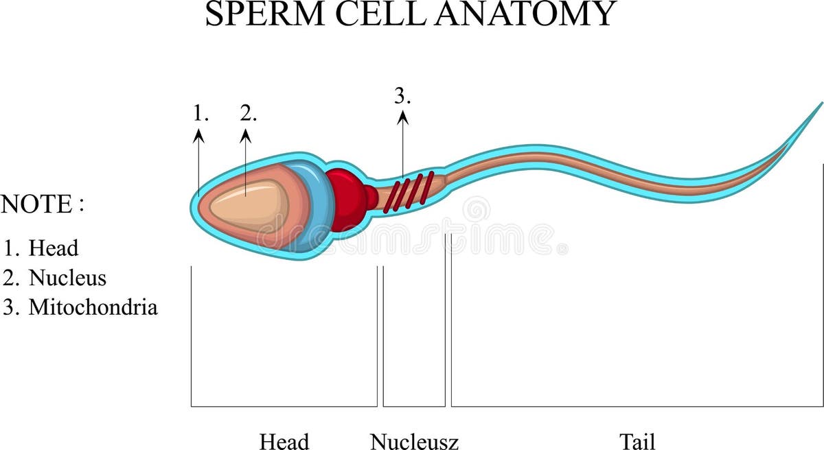 Sperm Cell Anatomy Stock Illustrations – 1,275 Sperm Cell Anatomy Stock ...
