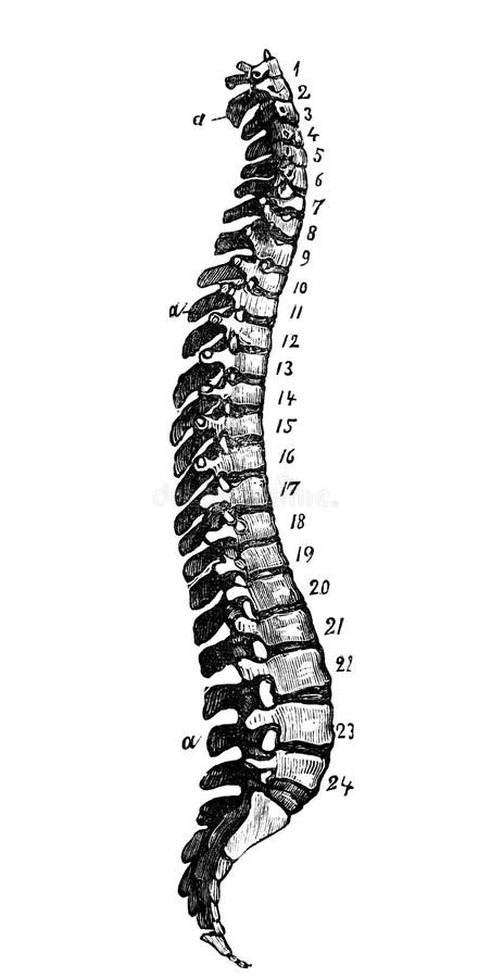 Elementary Anatomy Stock Illustrations – 347 Elementary Anatomy Stock ...