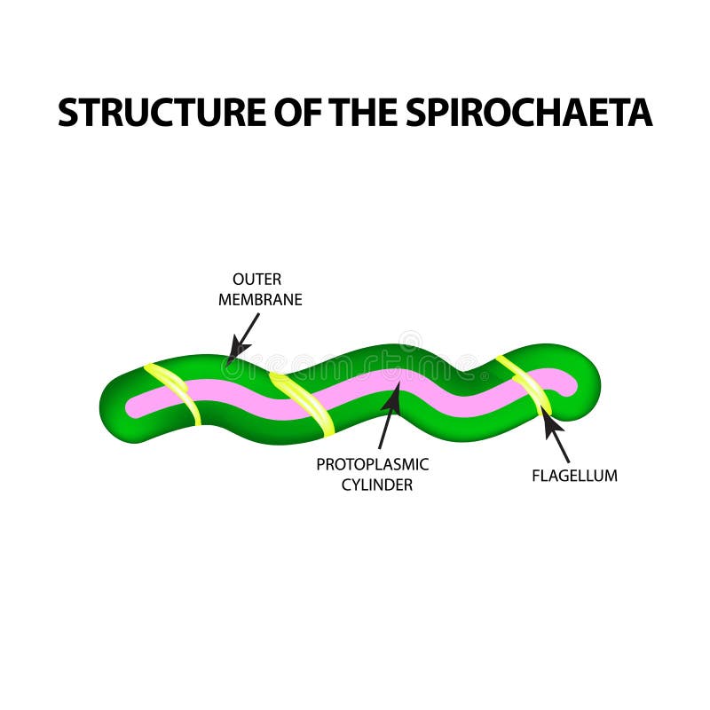 The Structure of Spirochetes, Pale Treponema. the Causative Agent of ...