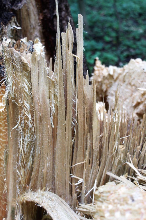 Inside Split Wood Tree Bark Texture Stock Photos - Free & Royalty-Free ...