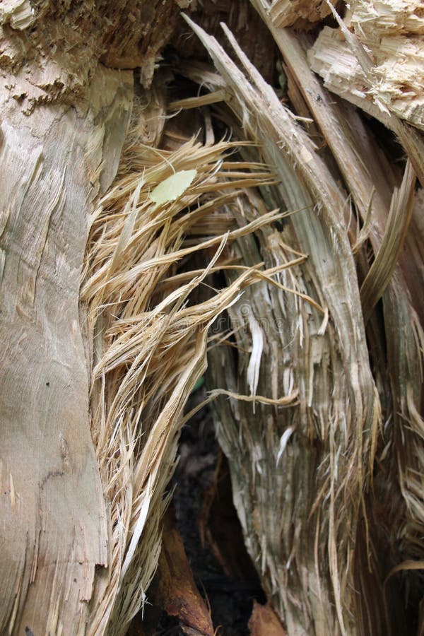 The Structure of the Split Tree. Stock Image - Image of split, orange ...