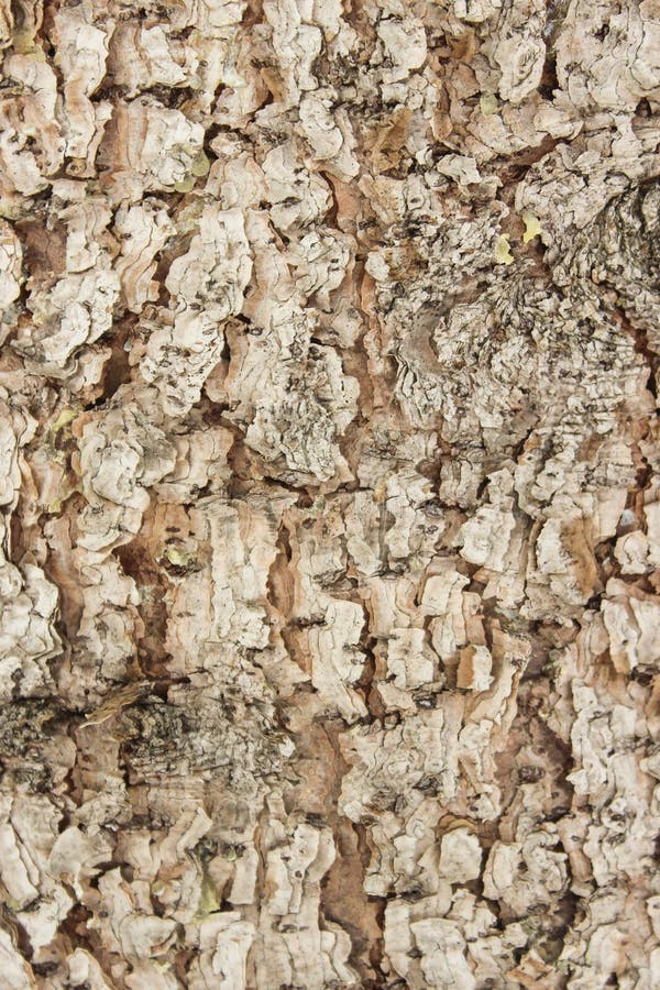 The Structure of Spruce Bark Stock Photo - Image of scabrous, whitewood ...