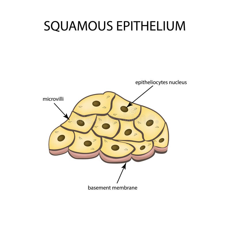 Squamous Epithelium Diagram Squamous Epithelium Diagram