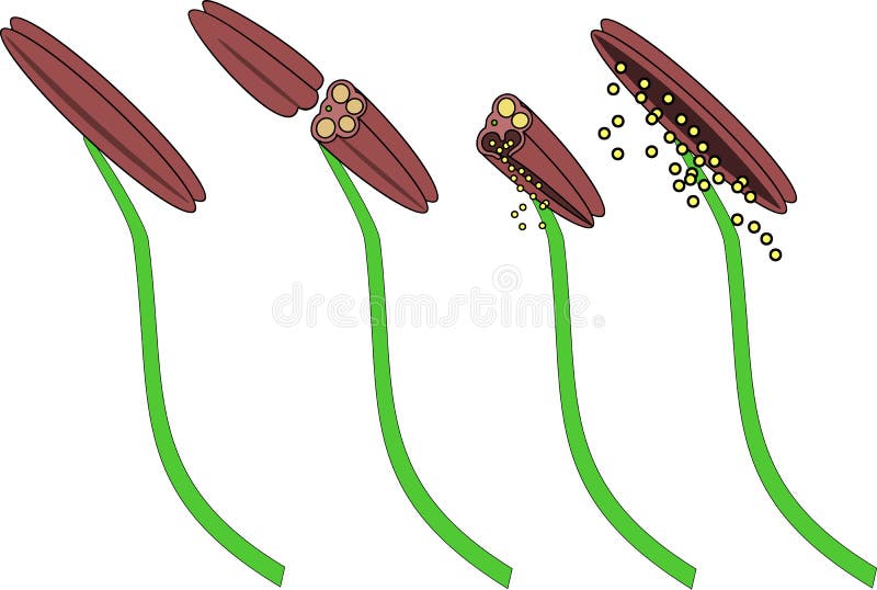 Structure of stamen stock illustration. Illustration of petal - 44453640