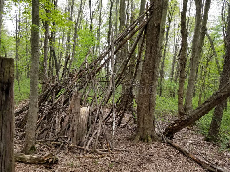 Structure Sticks Forest Sunny Day Stock Image - Image of leaf ...