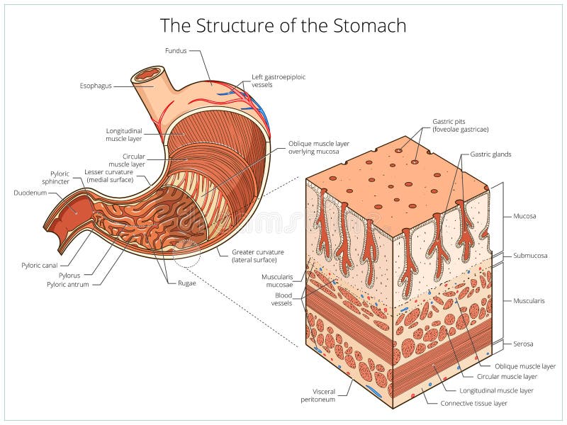 Bone Structure Medical Educational Science Vector Sto - vrogue.co Bone Structure Medical Educational Science Vector Sto - vrogue.co