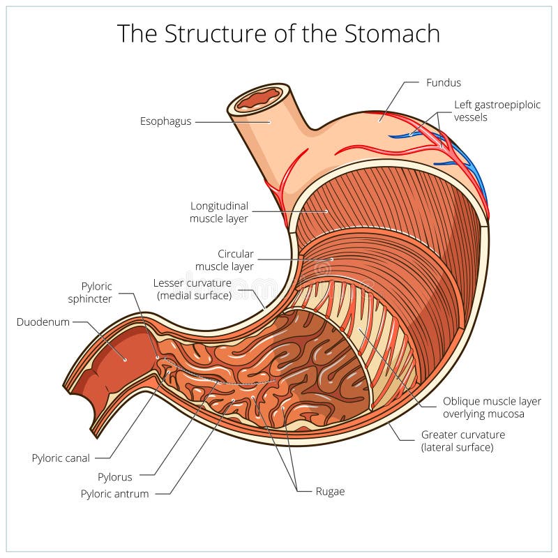 Structure of Stomach Medical Educational Vector Stock Vector ...