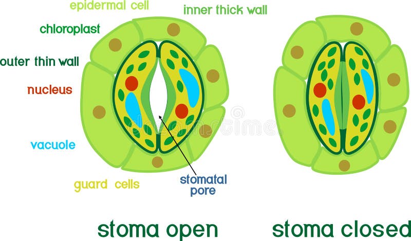 Structure of Stomatal Complex with Open and Closed Stoma with Titles ...