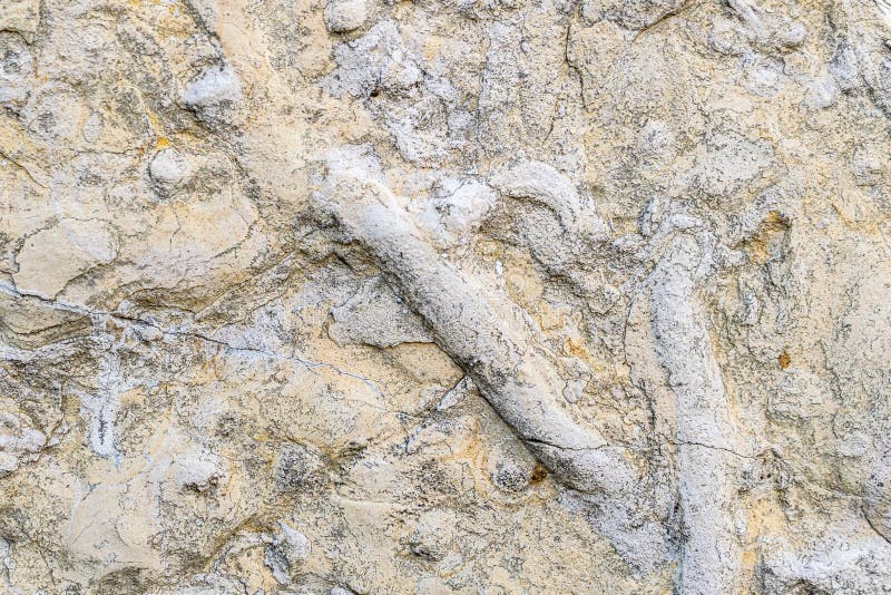 Structure of a Stone Slab of Limestone Stock Photo - Image of brown ...