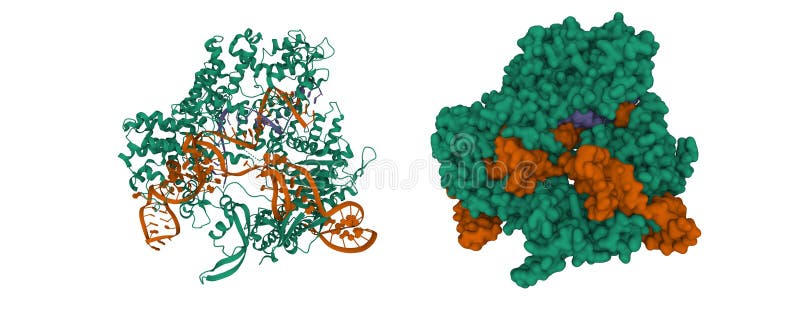 Structure of Streptococcus Pyogenes Cas9 in Complex with Guide RNA ...