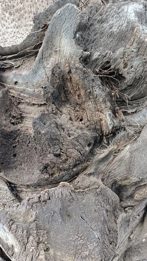 The Structure of the Surface of the Trunk Stock Image - Image of design ...