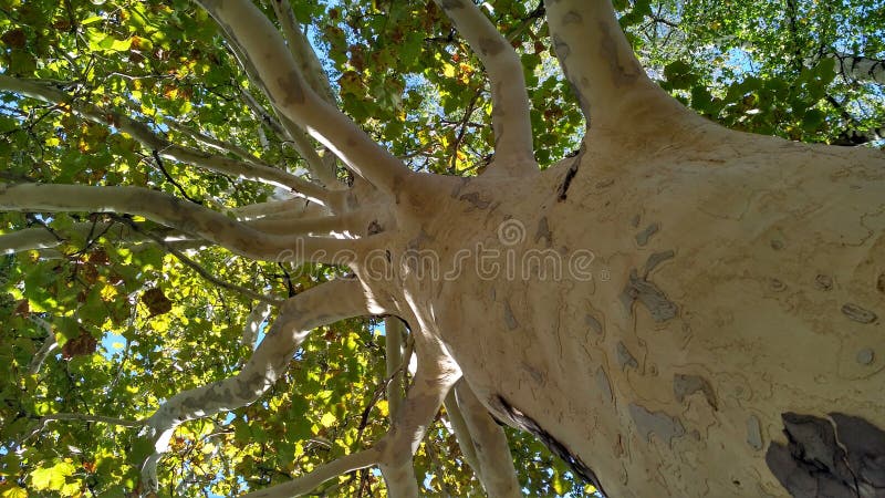 Foliage of Chenar Tree Platanus Orientalis on Ground in Autumn Stock ...