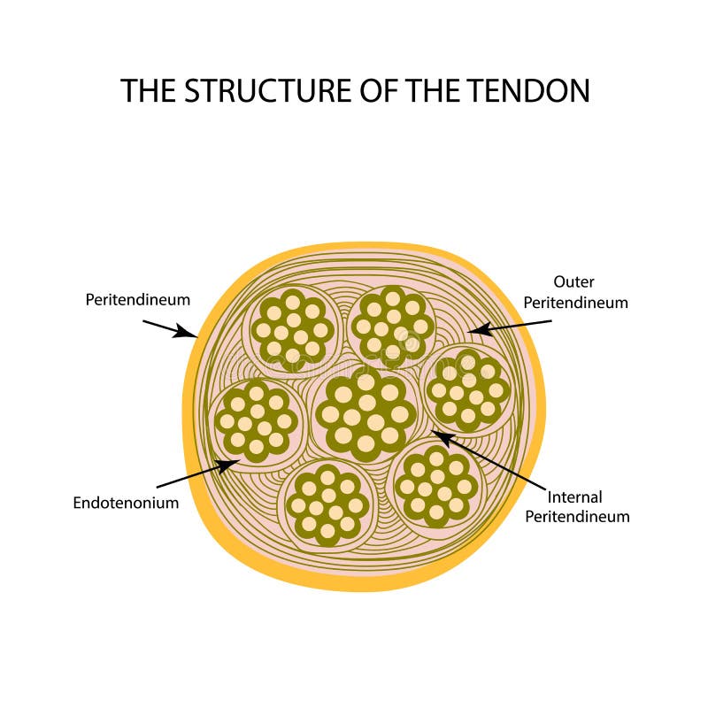 The Structure of Skeletal Muscle. Biceps Muscle. Tendon. Infographics ...