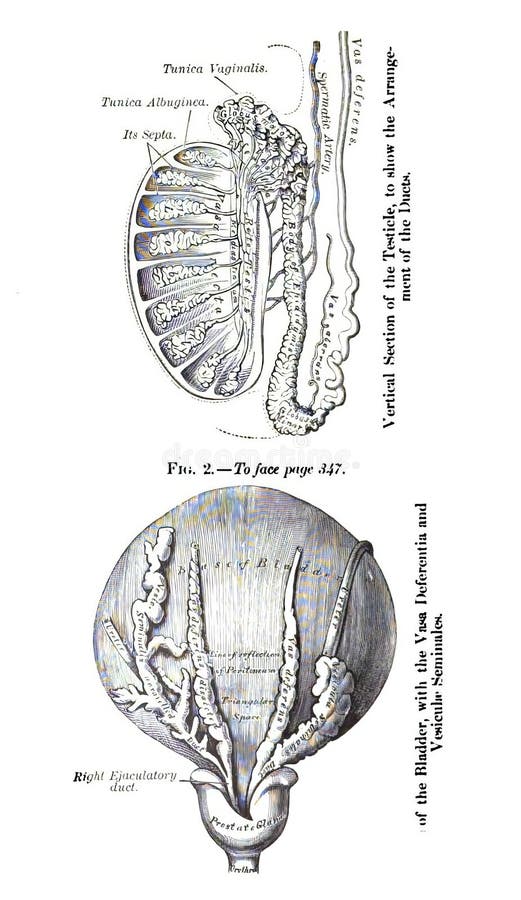 Testicle Human Real Stock Photos - Free & Royalty-Free Stock Photos ...