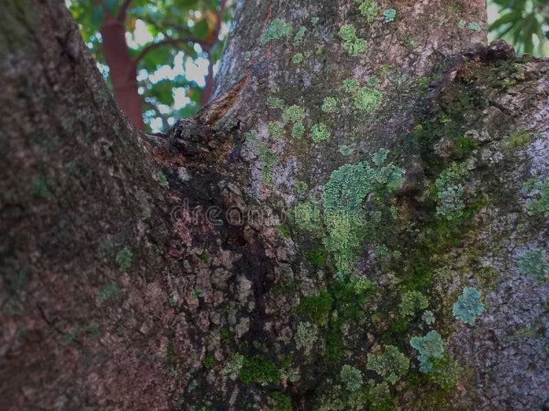 Structure and Texture of Mango Tree Bark in the Background Stock Photo ...