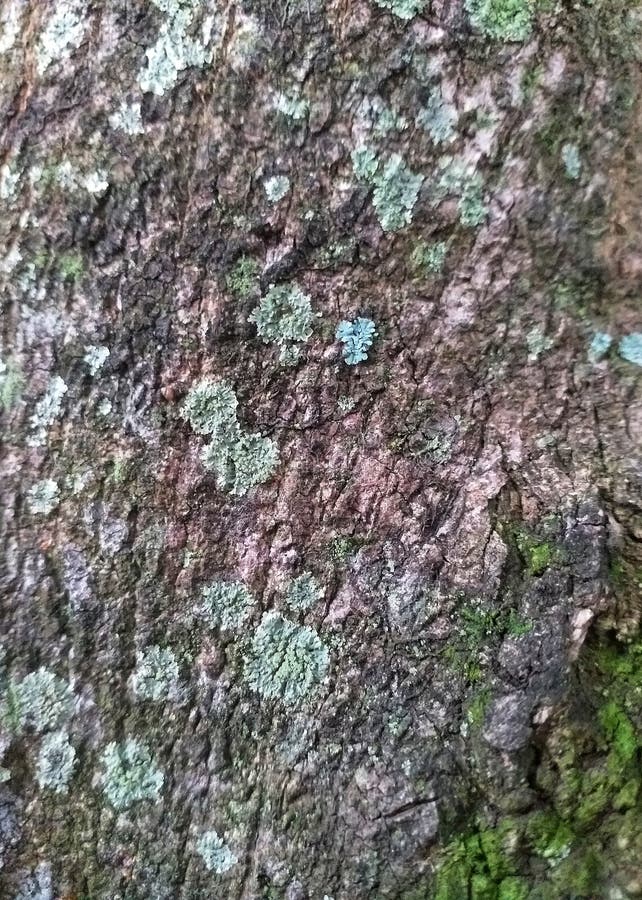 Structure and Texture of Mango Tree Bark in the Background Stock Image ...