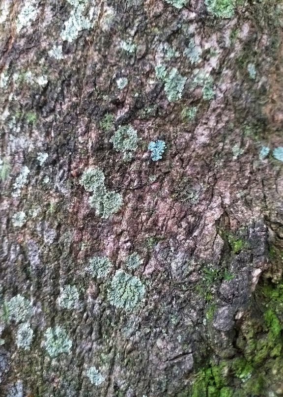 Structure and Texture of Mango Tree Bark in the Background Stock Image ...