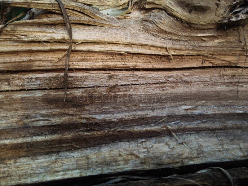 Structure and Texture of Wood Stock Photo - Image of texture, spring ...