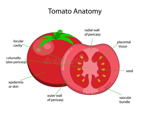 Structure of a tomato stock vector. Illustration of vector - 84796568