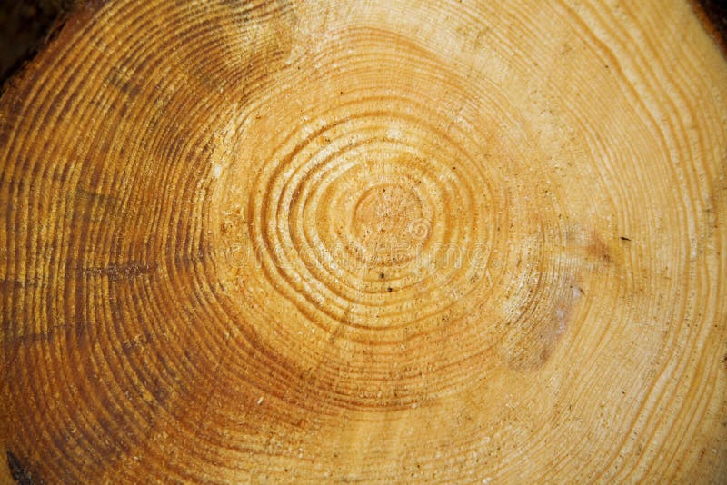 Tree Rings stock image. Image of vertical, ring, history - 17881593