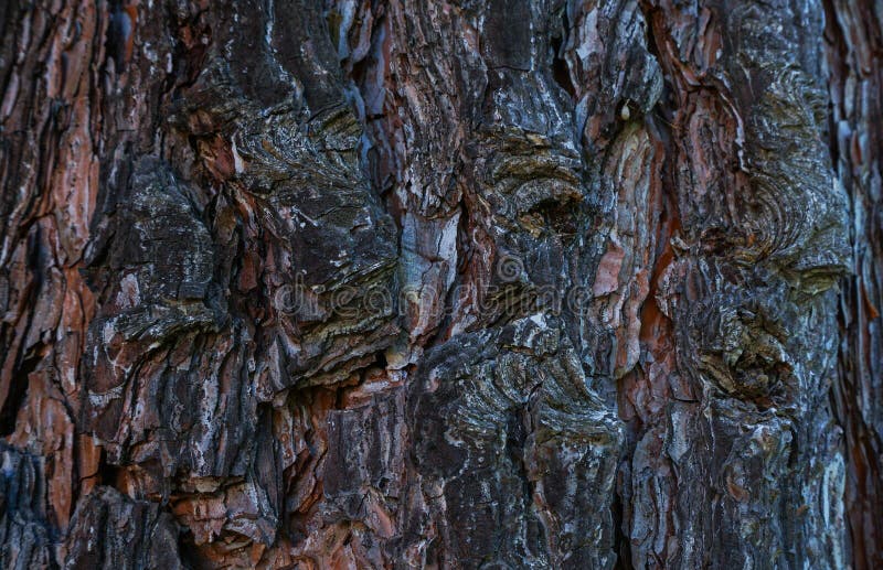 The structure of tree bark stock photo. Image of design - 262824180