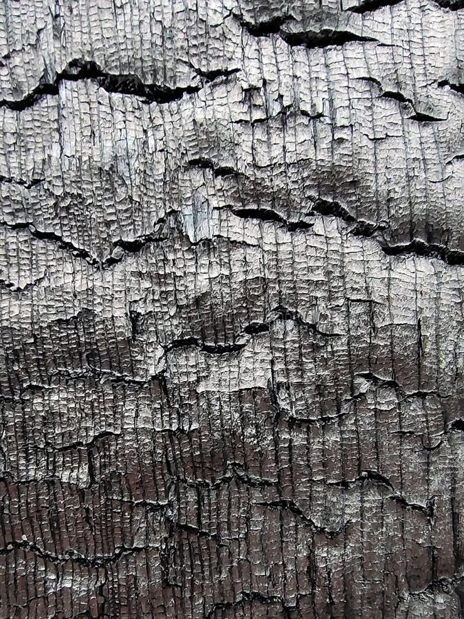 379 Whole Tree Structure Stock Photos - Free & Royalty-Free Stock ...