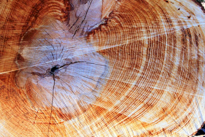 A Good Sawn Tree in the Forest Stock Photo - Image of field, europe ...