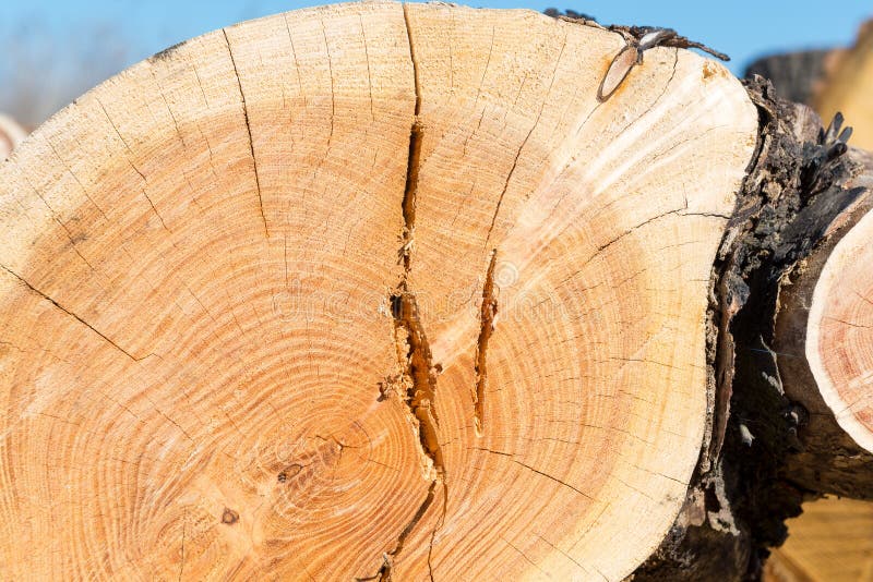 The Structure of the Tree in a Section. a Huge Log Close Up. Raw ...