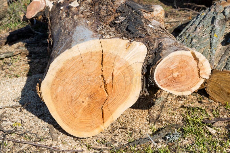 The Structure of the Tree in a Section. a Huge Log Close Up. Raw ...