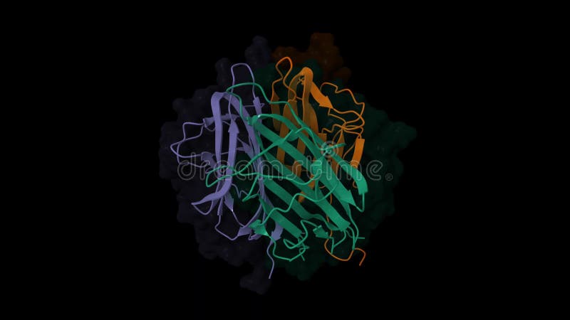 Structure of the Trimeric Globular Domain of Adiponectin Stock Footage ...
