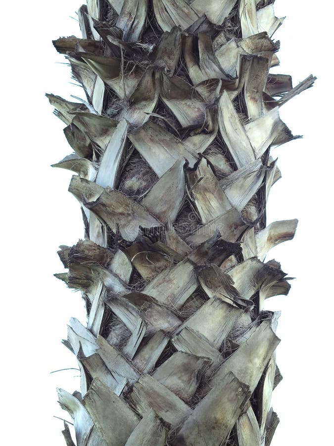 The Trunk of the Palm stock photo. Image of tree, area - 40547730