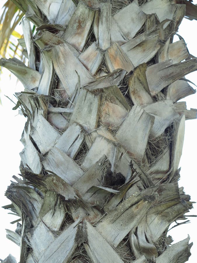 Structure of Trunk of Palm Tree Surface Closeup Stock Photo - Image of ...