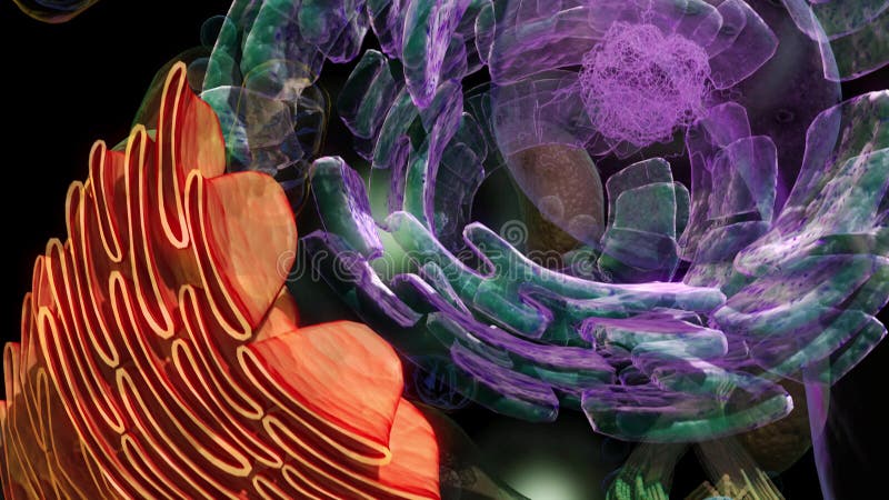 Structure of a Typical Animal Cell Consisting of Nucleolus Stock ...