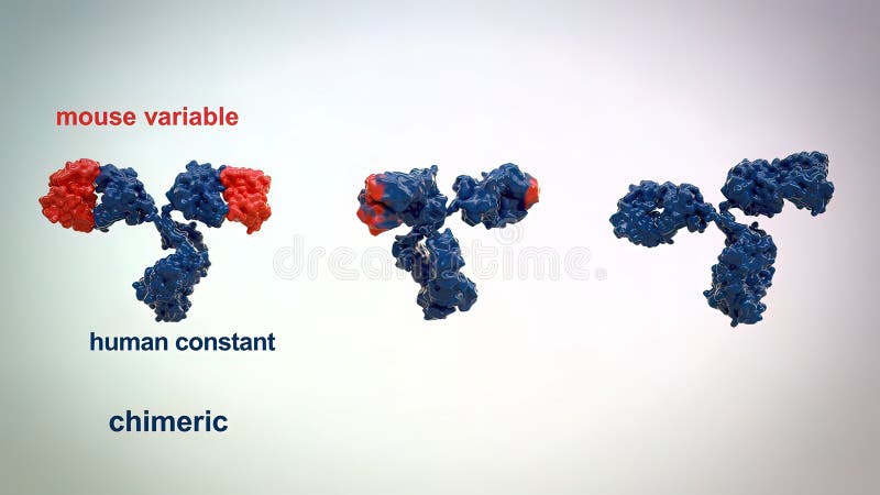 The Structure of a Typical Antibody Molecule.Antibodies and Amino Acids ...
