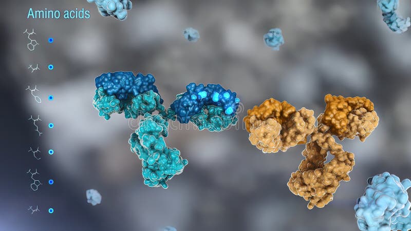 The Structure of a Typical Antibody Molecule.Antibodies and Amino Acids ...