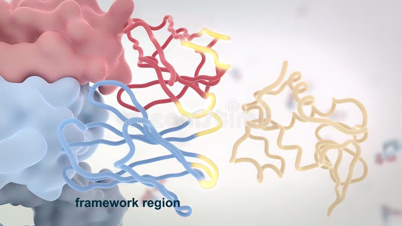 The Structure of a Typical Antibody Molecule.Antibodies and Amino Acids ...