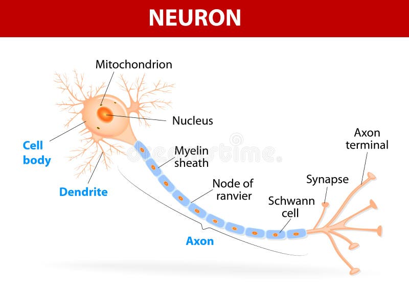 Structure Of A Typical Neuron Stock Vector Image 35116978