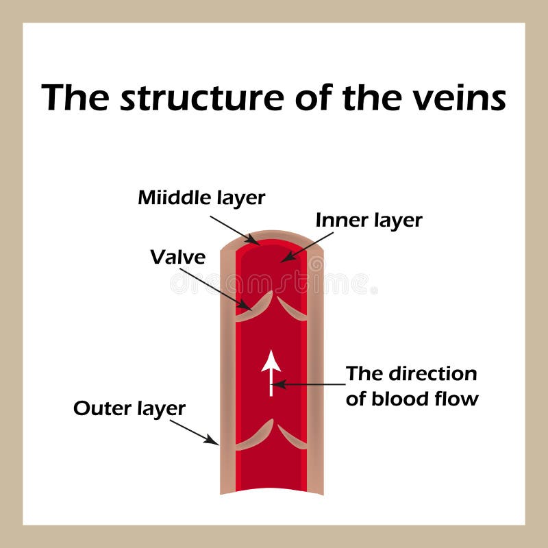 The Structure of the Veins. Infographics Stock Vector - Illustration of ...