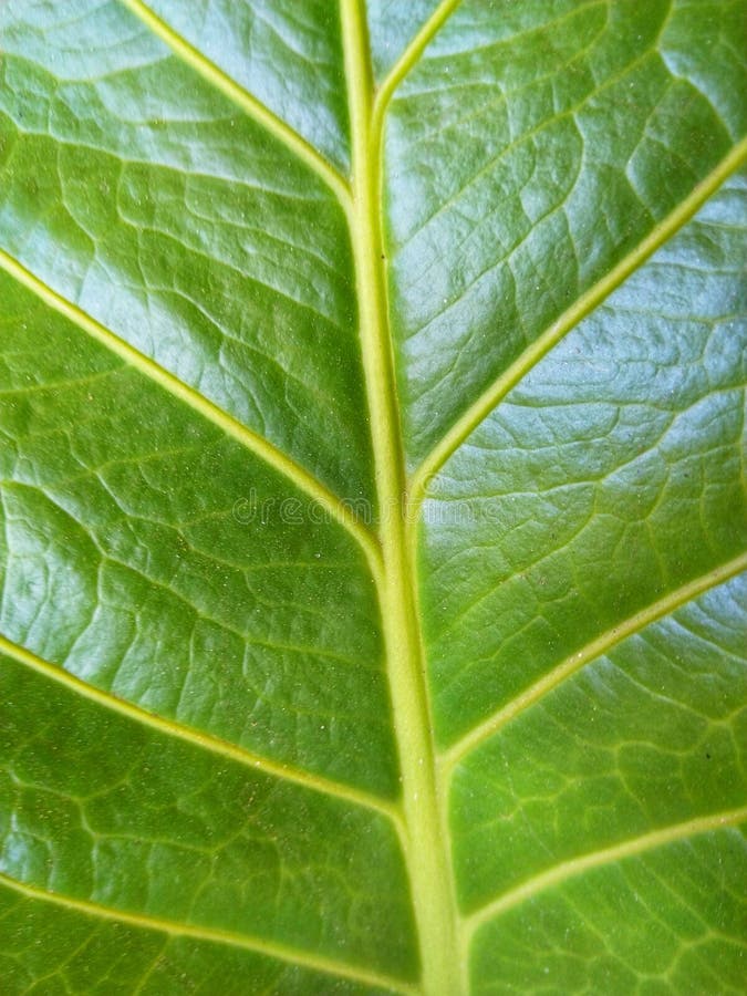 The Structure of the Veins on the Leaves is Very Unique with a ...