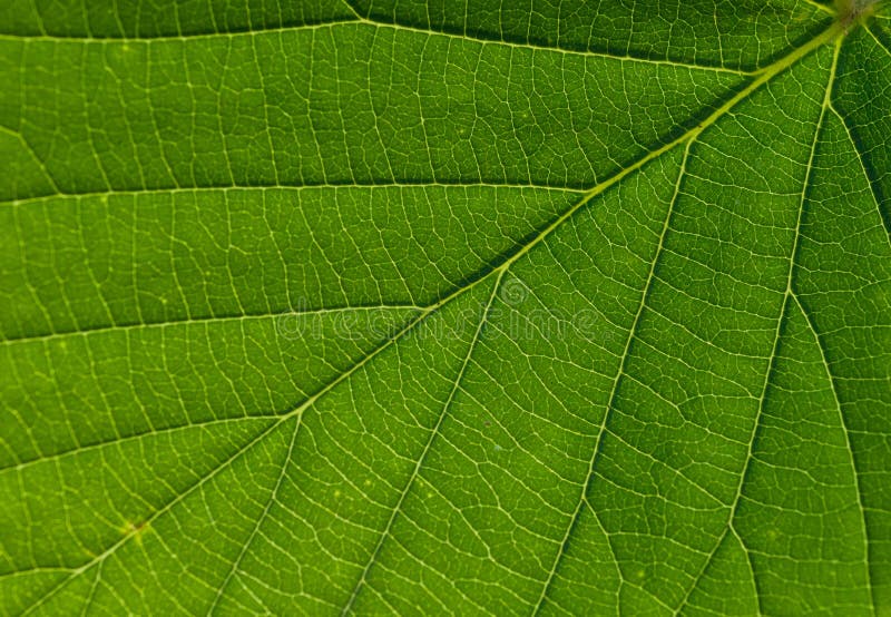 280 Photos de Nervure De Lame Verte - Photos de stock gratuites et ...