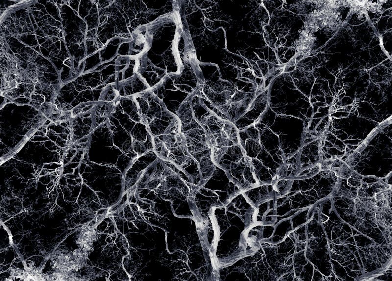 Mycelium fungus stock image. Image of euwallaceae, colony - 102397607