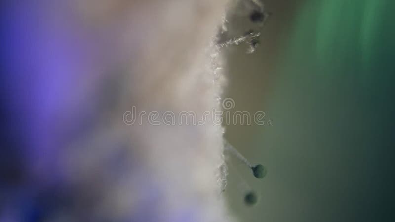 Structure of a White Mold Fungus Under a Microscope with Spores. the ...