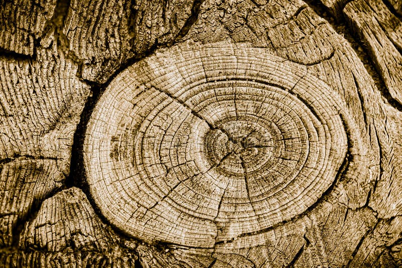 The Structure of Wood, Rings of a Tree Trunk. Stock Photo - Image of ...