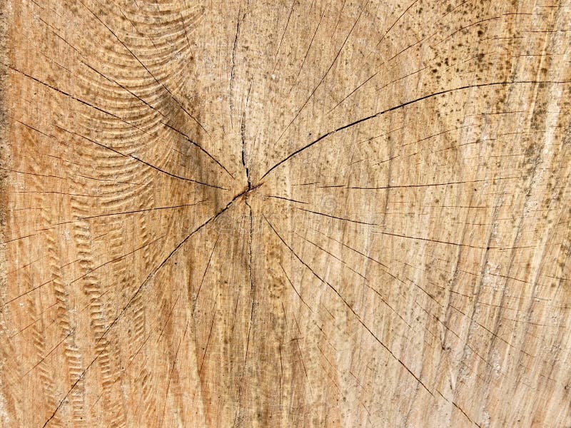 Structure of Wooden Cutting Log Stock Photo - Image of knot, closeup ...