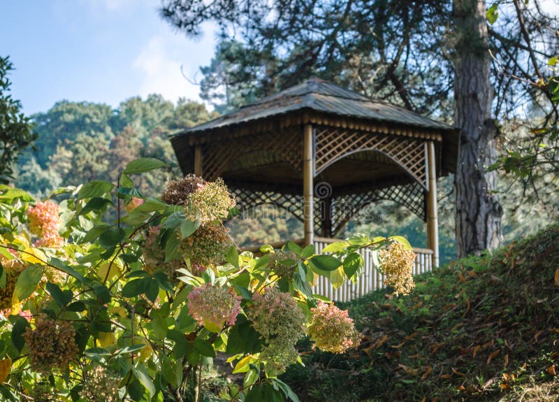 Structure Wooden Gazebo Canopy in the Forest Stock Photo - Image of ...